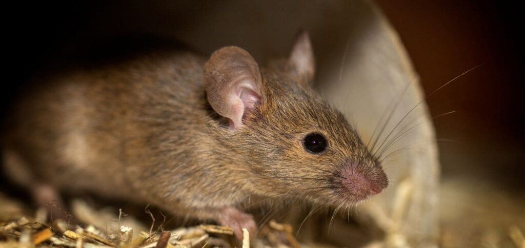 Bahaya Digigit Tikus dan Begini Pertolongan Pertamanya